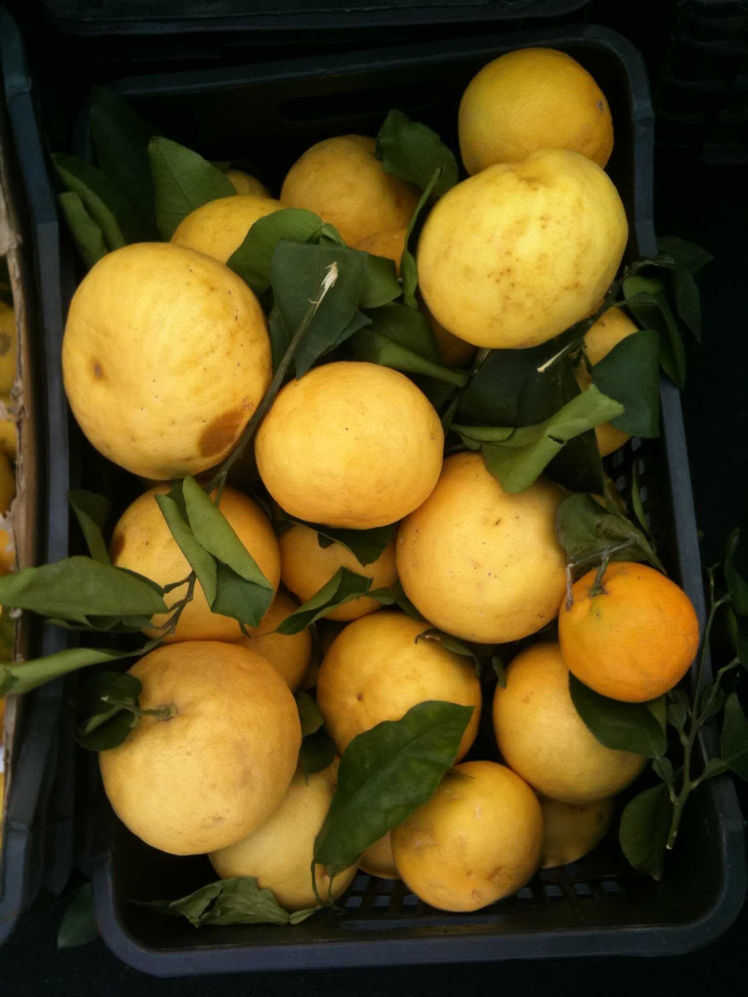 Mediterranean Citrus - OLDWAYS - Cultural Food Traditions OLDWAYS ...