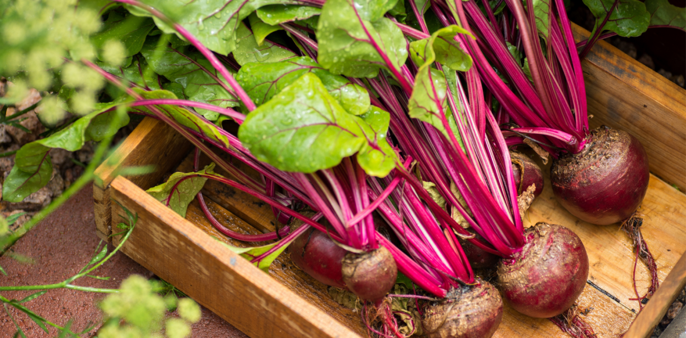 Beat the Heat with Humble Beets - OLDWAYS - Cultural Food Traditions ...